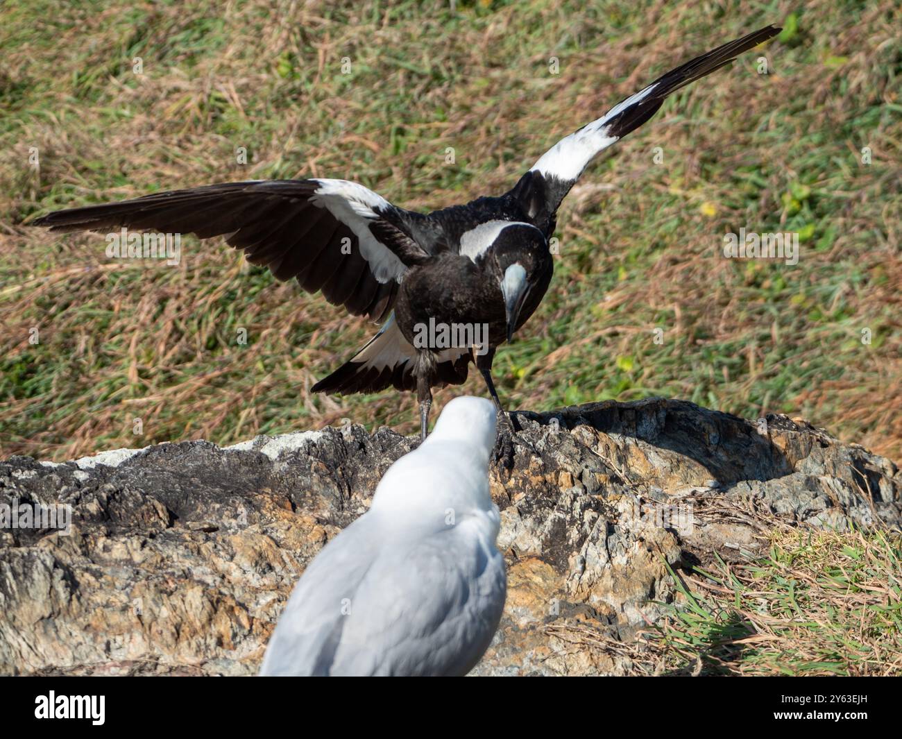 Birds fighting, a magpie and a seagull having a territorial dispute ...