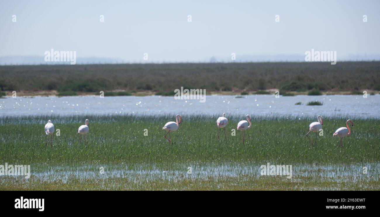 Seville, 04/10/2024. Visit to the Doñana National Park with its director Juan Pedro Castellanos ...