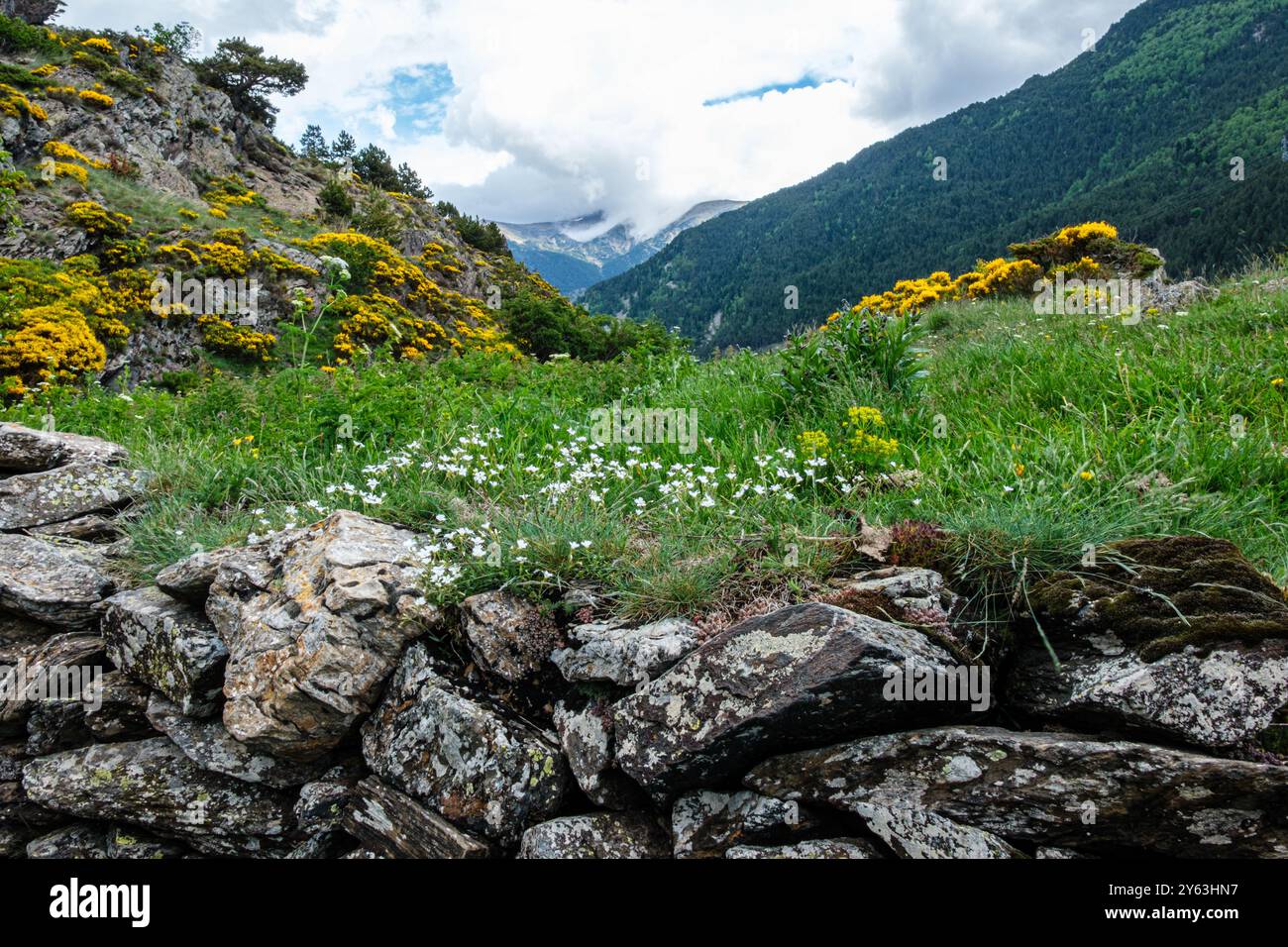 White and yellow wildflowers and stone walls - common elements of the ...