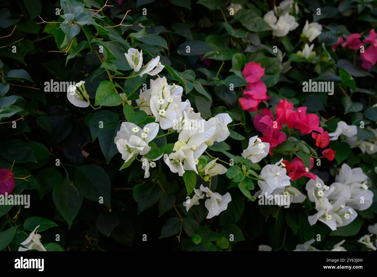 A bright white tropical shrub flower on the Arabian Peninsula Stock ...