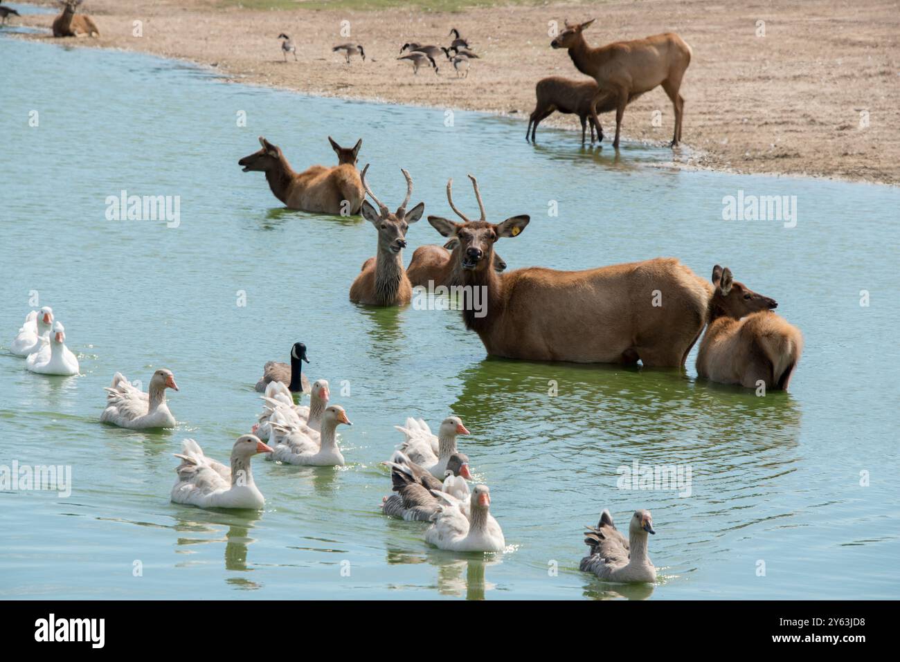 Deer and Ducks together in a waterhole Stock Photo - Alamy