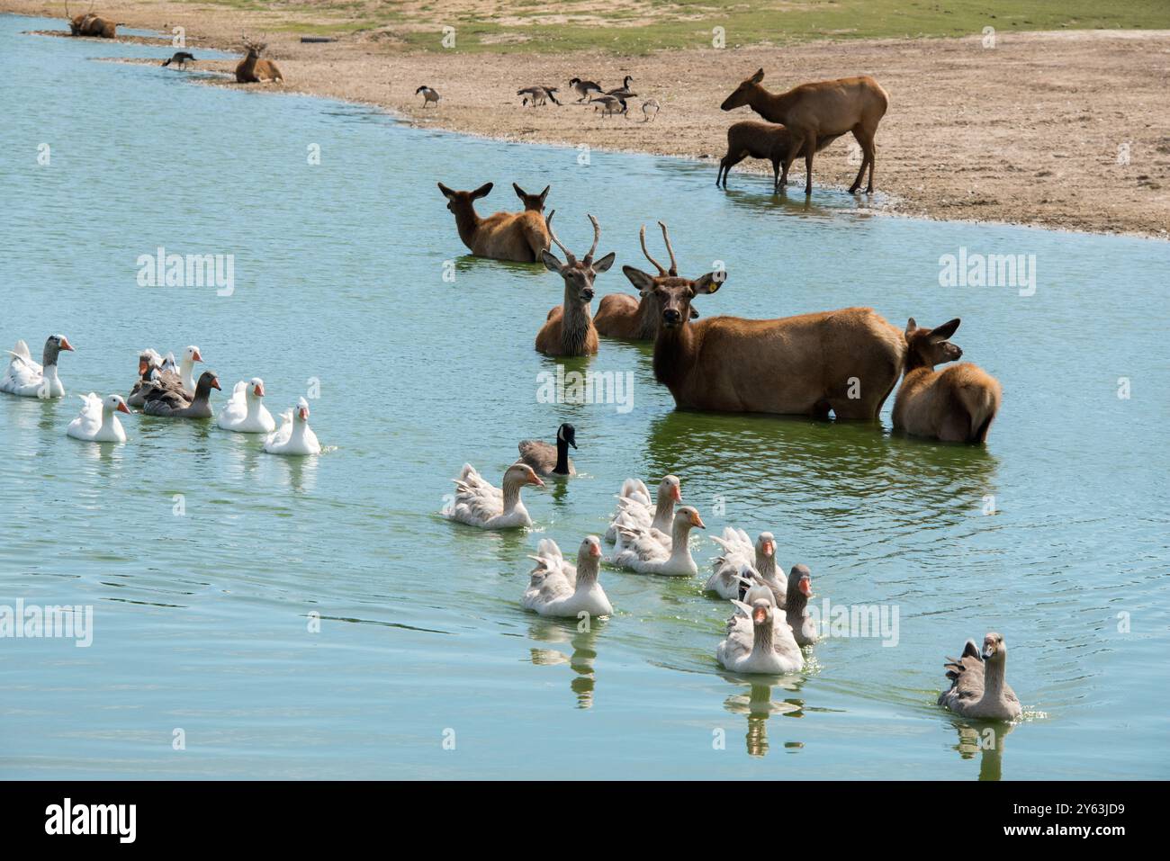 Deer and Ducks together in a waterhole Stock Photo - Alamy