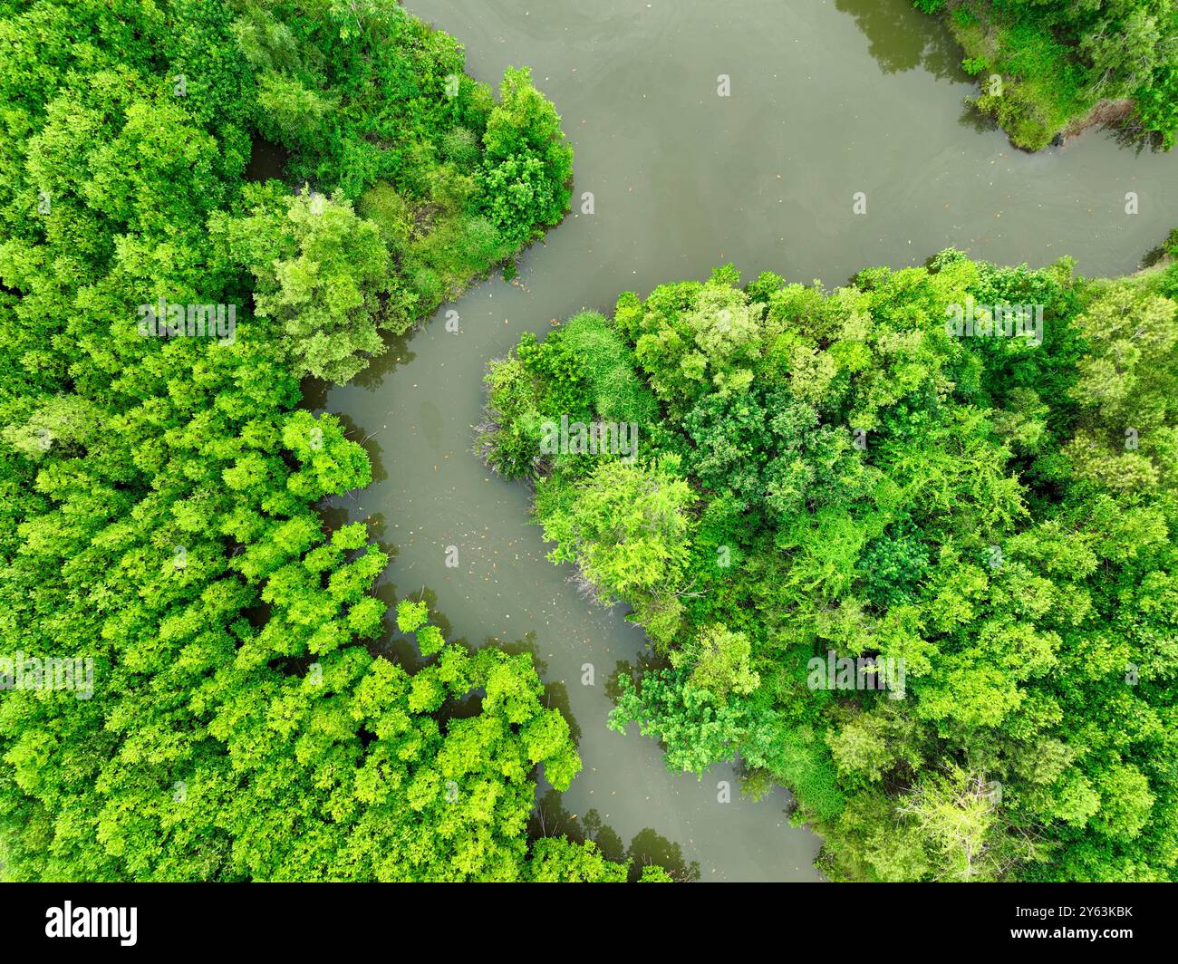 Aerial view green mangrove forest. Natural carbon sinks. Mangroves ...