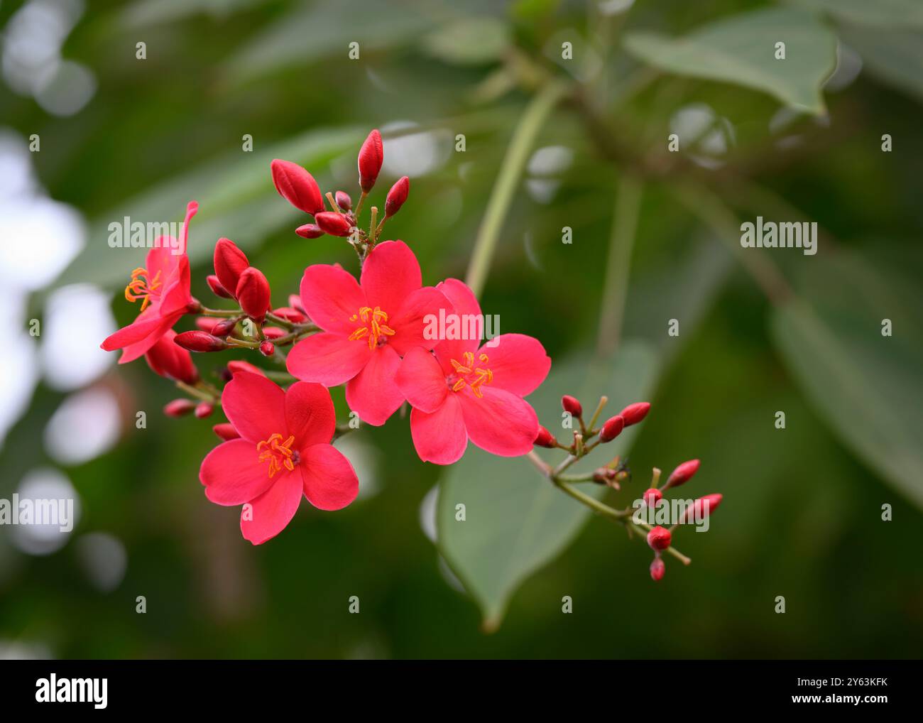 A bright red tropical shrub flower on the Arabian Peninsula Stock Photo ...