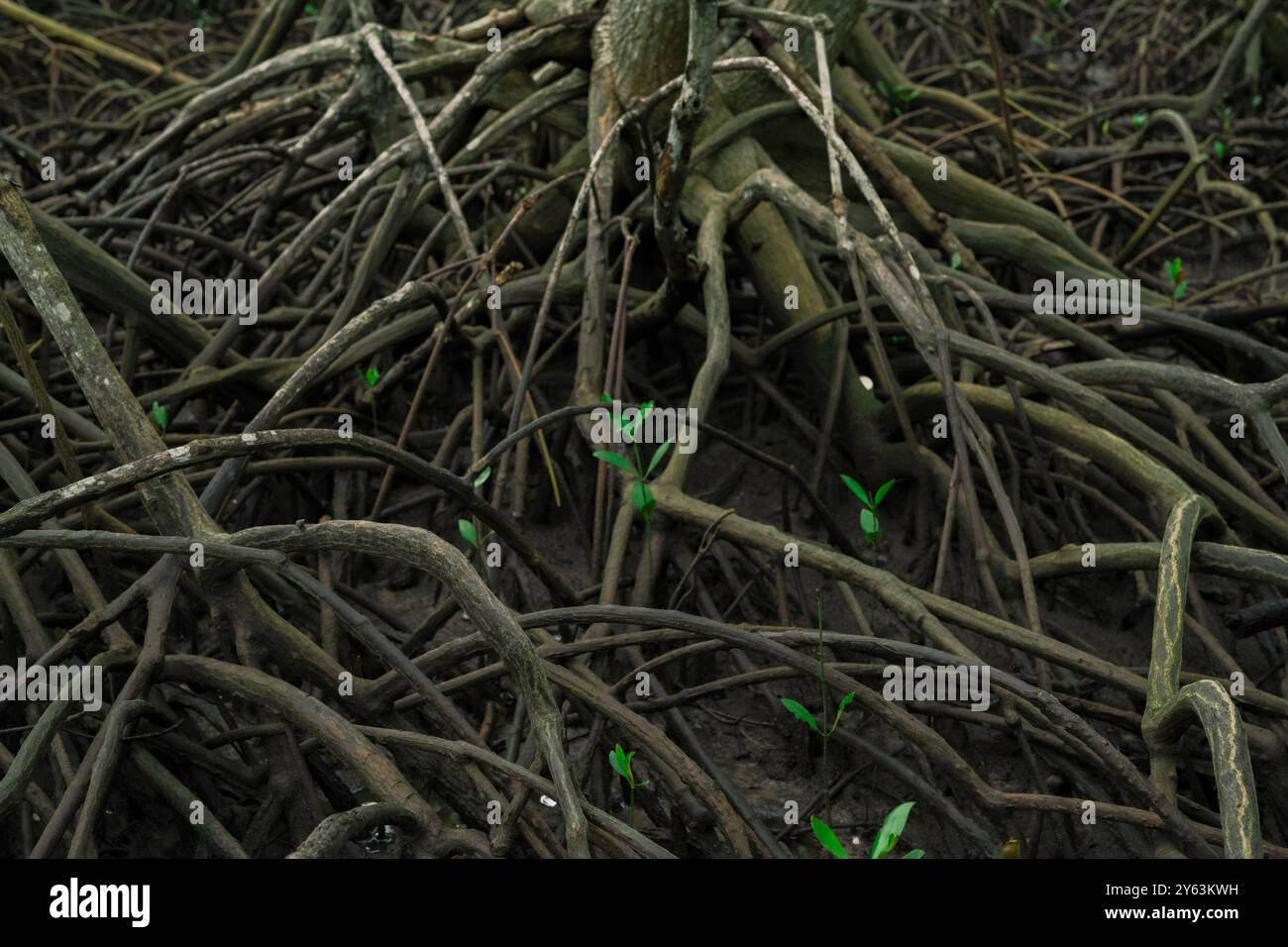 Tangled mangrove roots in lush green swamp forest. Wetland ecosystem ...