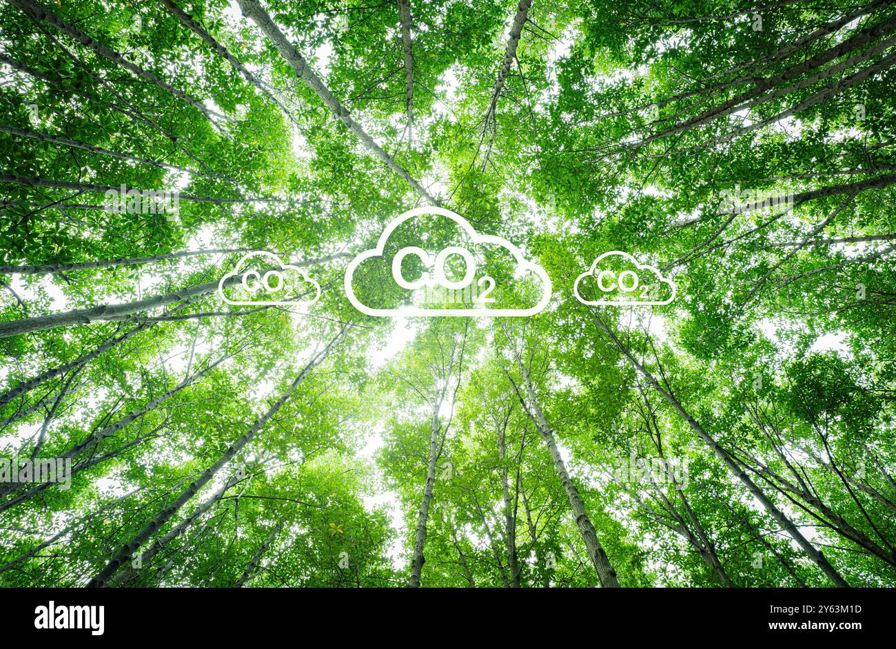 Natural carbon capture solution. Green trees in forest as carbon sink ...