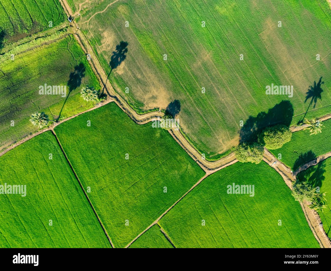 Aerial view of lush green rice field with small winding canal ...