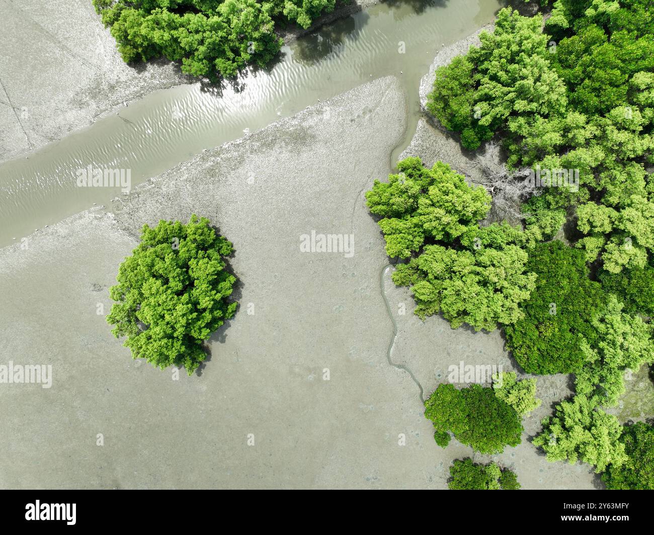 Aerial top view of green mangrove forest. Mangrove ecosystem. Natural ...