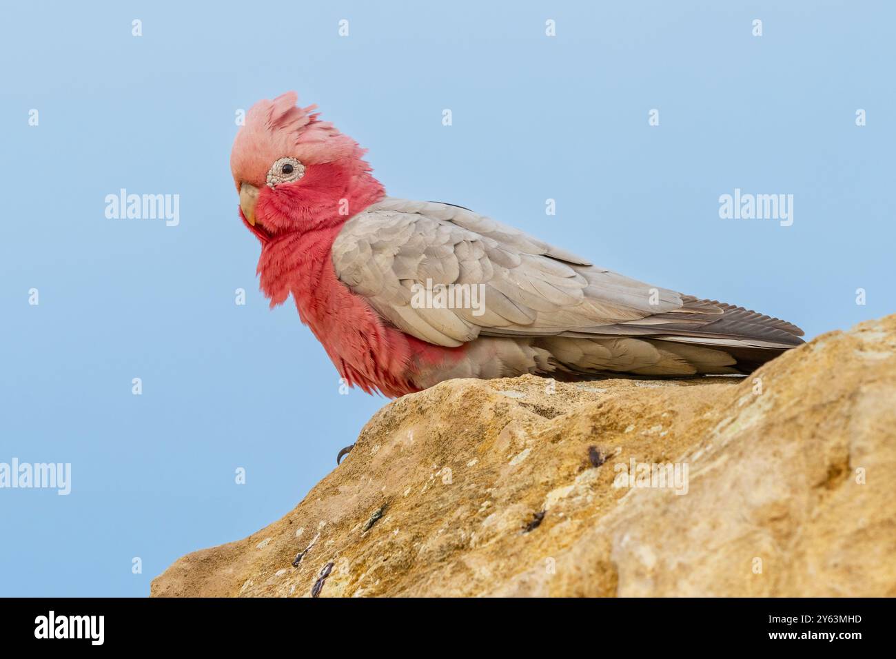 A Galah (a type of cockatoo) at The Pinnacles in Nambung National Park ...