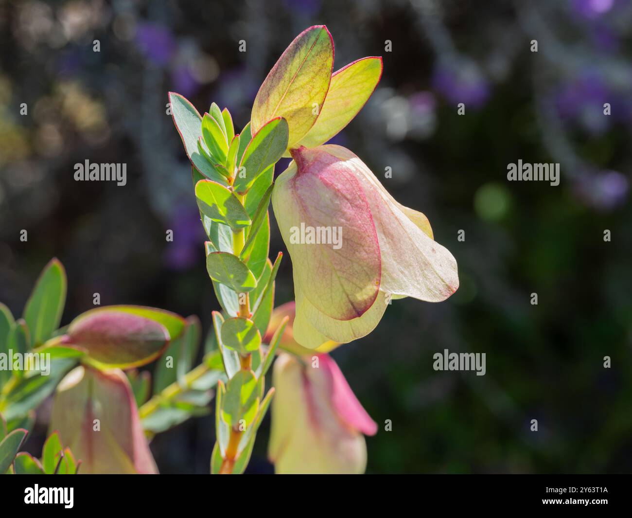 Pimelea physodes, commonly known as the Qualup bell, is a species of ...