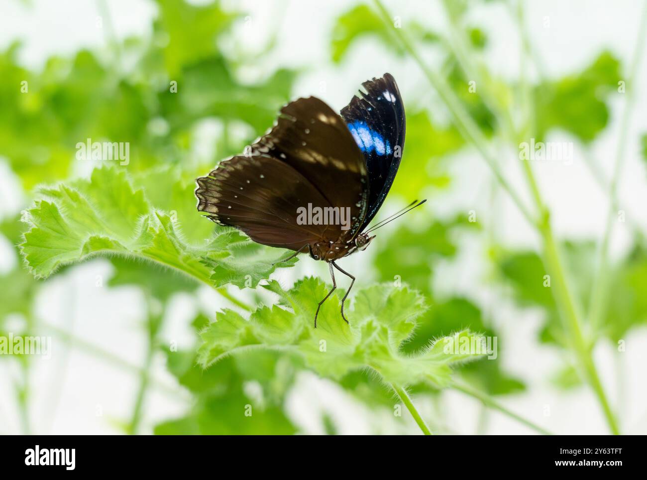 Common crow butterfly on green foliage Stock Photo - Alamy