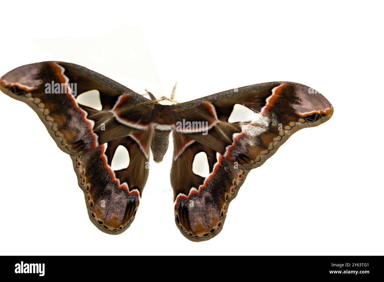 Atlas moth wings open displaying pattern isolated on white background ...