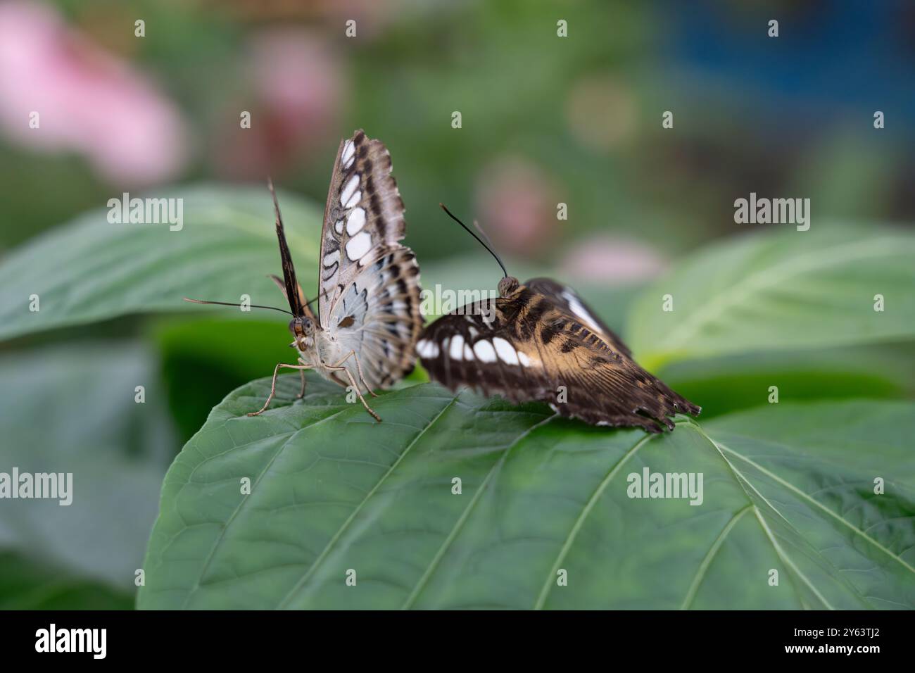 Clipper butterfly pair from South East Asia Stock Photo - Alamy