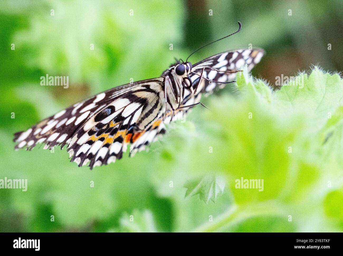 Common lime butterfly displaying wing patterns and body parts from ...