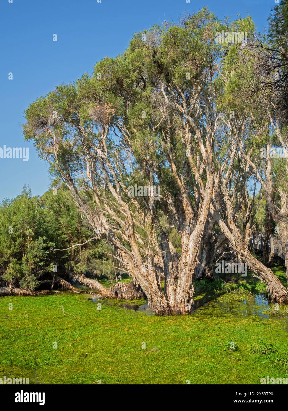 A paperbark tree (Melaleuca quinquenervia) in a swamp at Herdsman Lake in Perth, Western ...