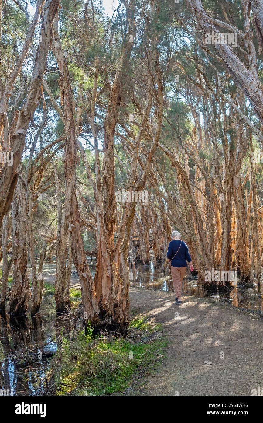The paperbark tree forest section is part of the Olive Seymour ...