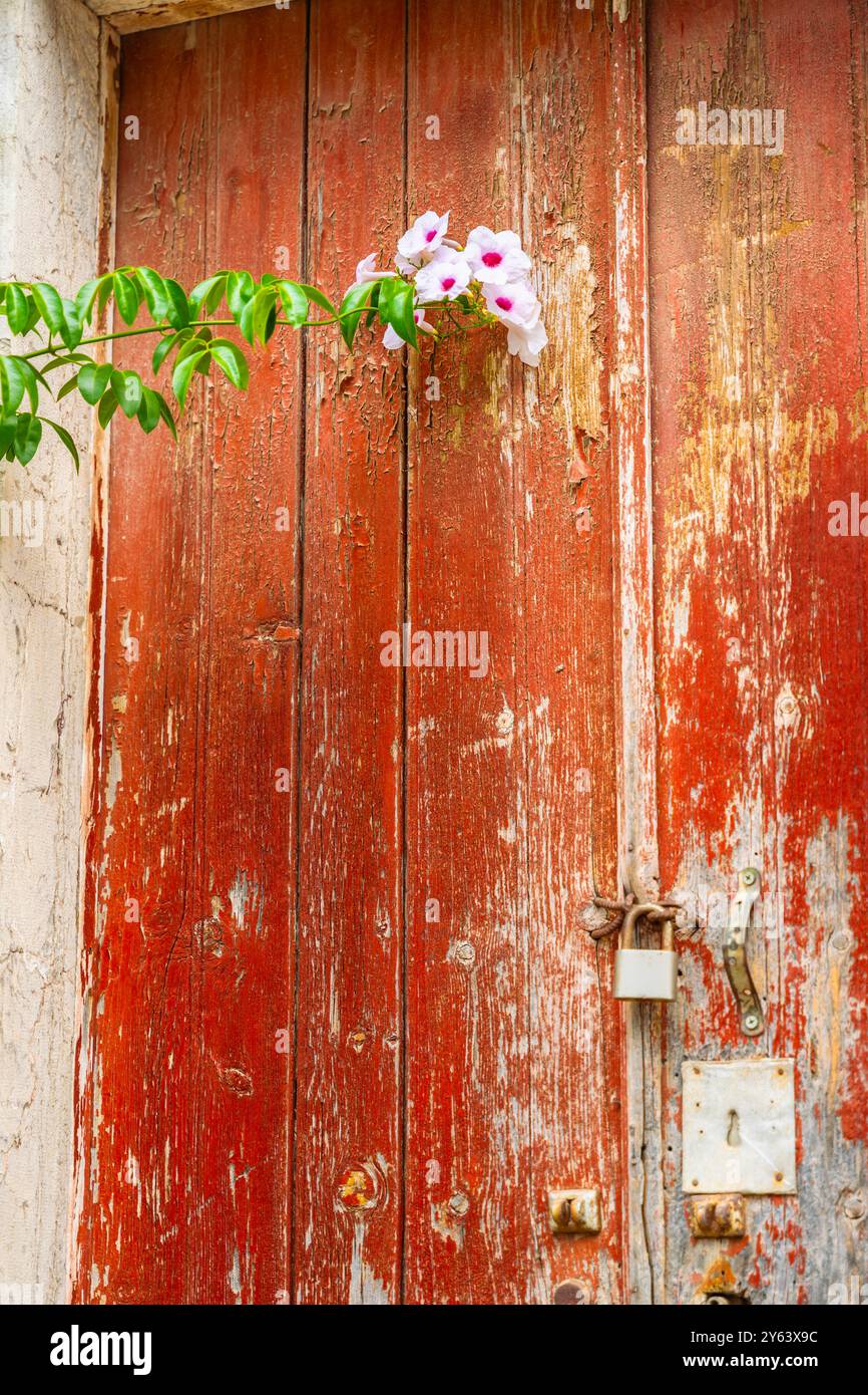Portrait of Bower Pandorea Jasminoides flower in front of flaking, peeling red paint on a ...