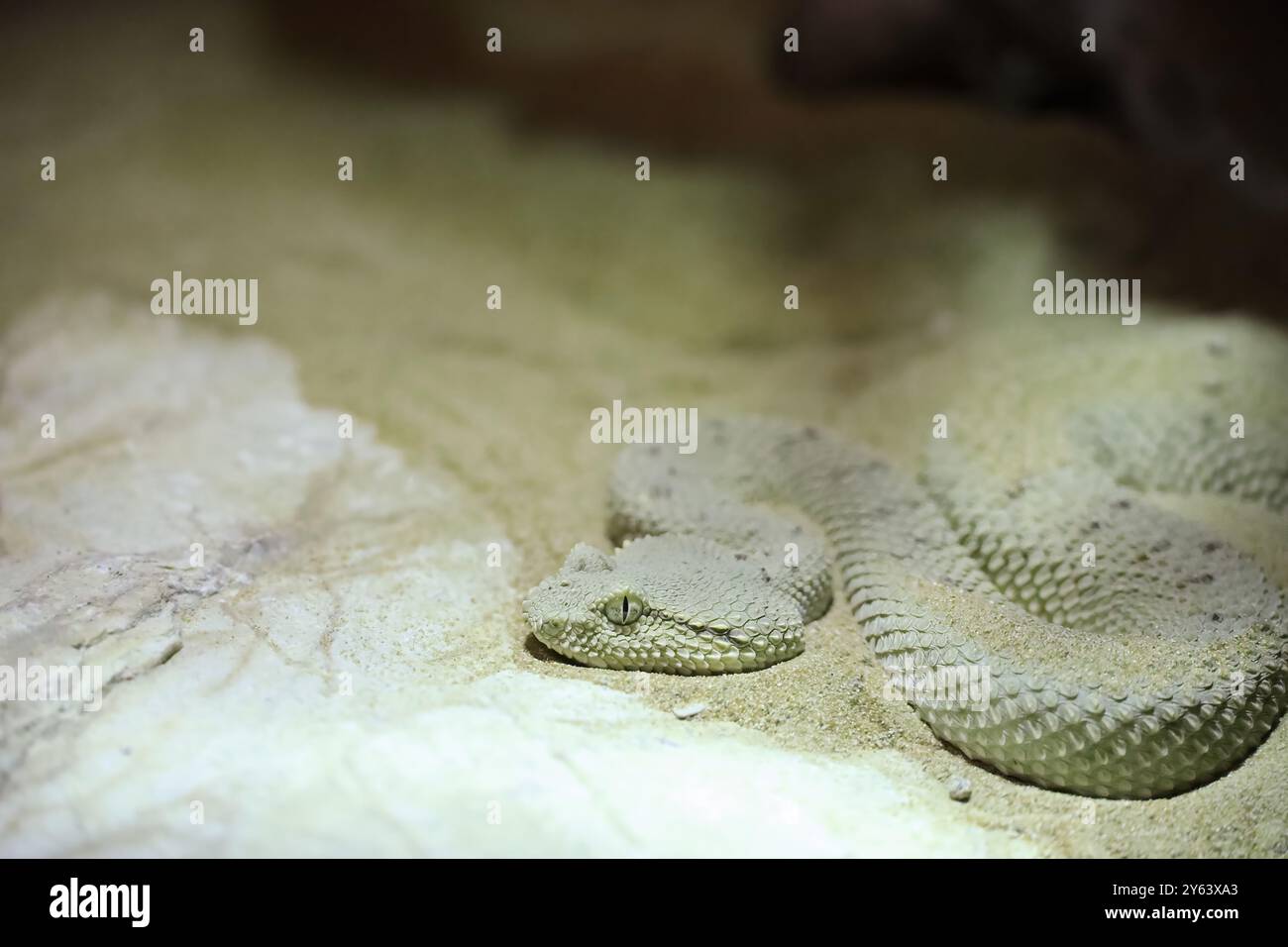 A close-up of a camouflaged snake resting on sandy ground, blending ...