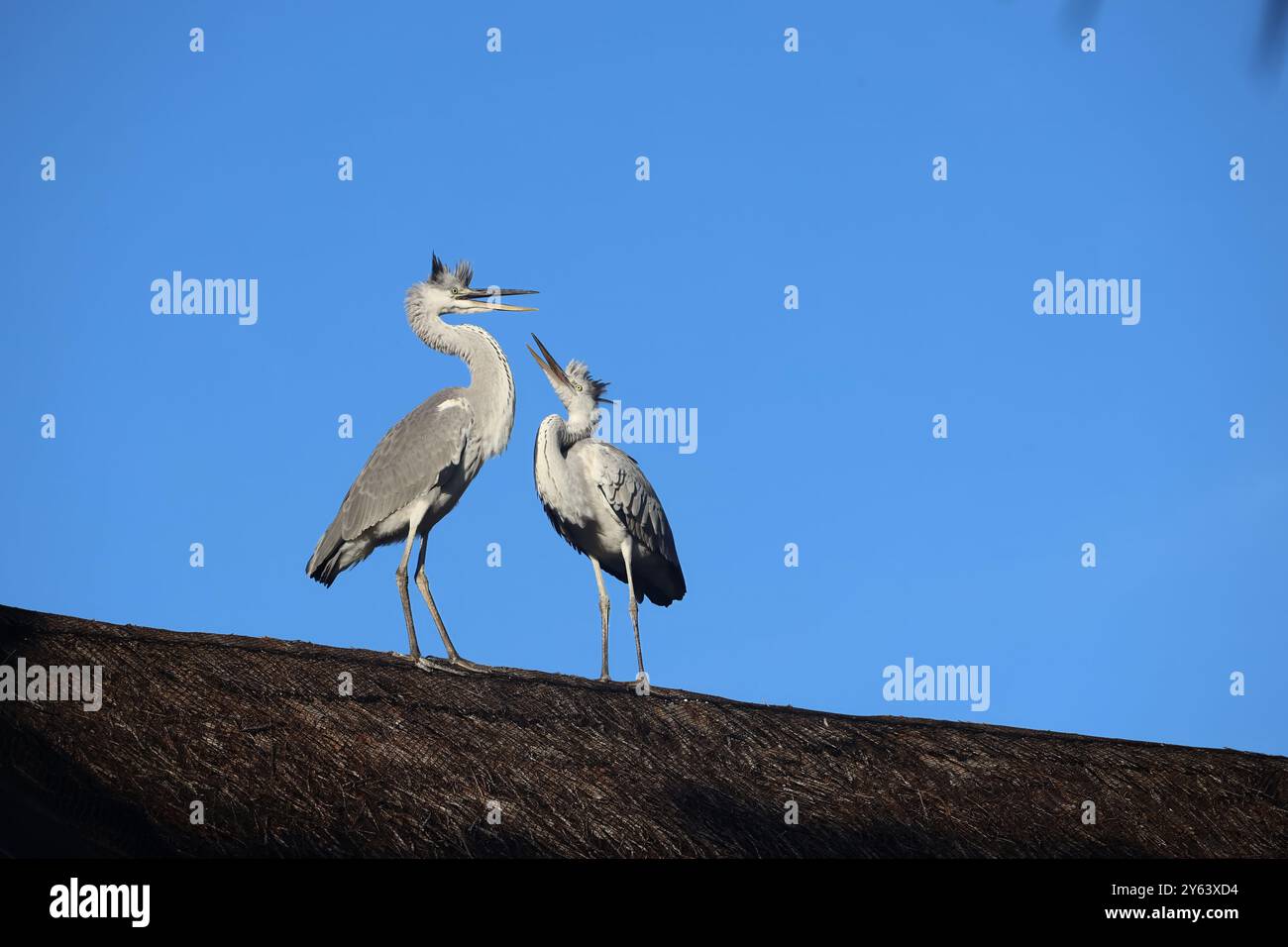 Two grey herons standing on a thatched roof against a clear blue sky ...