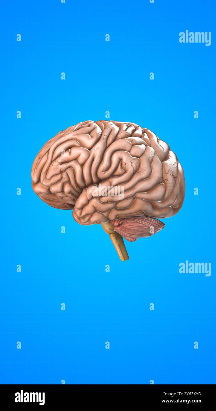 Science anatomy scan human brain hi-res stock photography and images ...