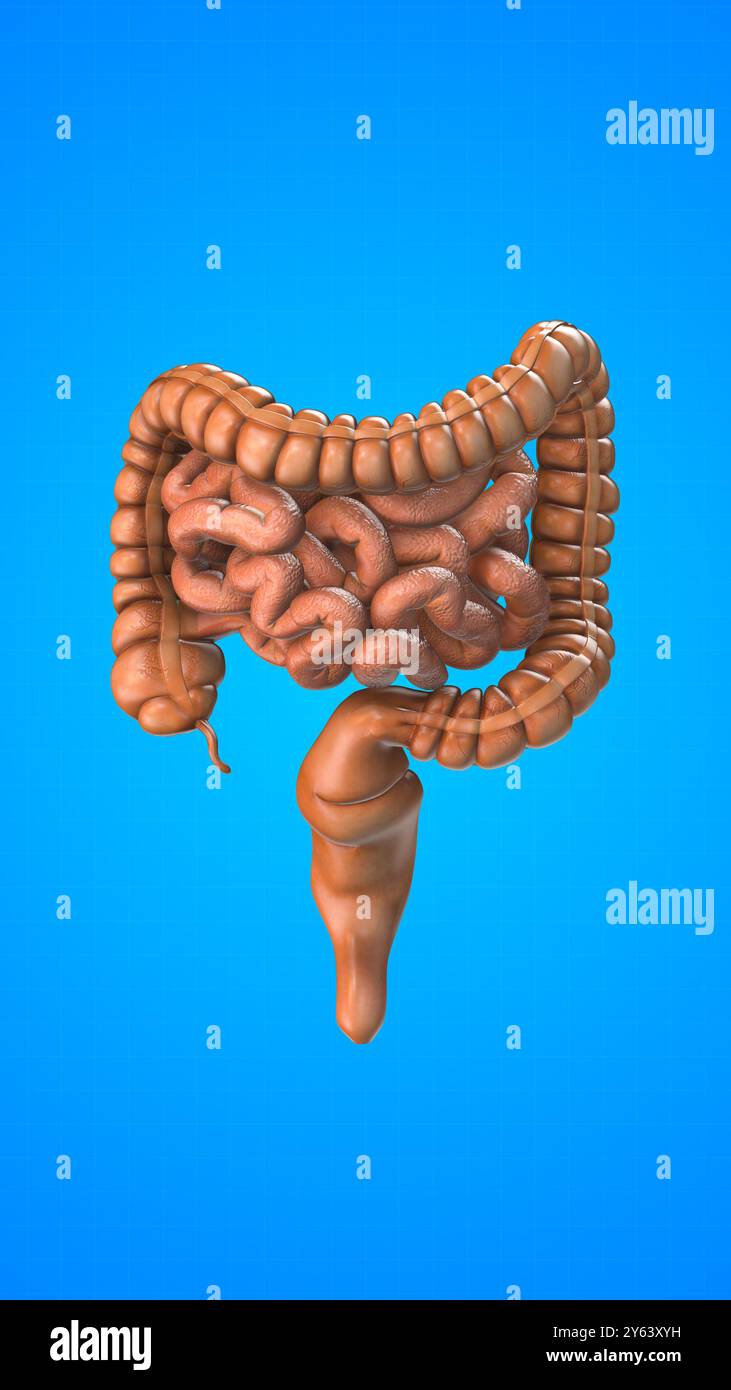 Human internal organ of Intestine Stock Photo - Alamy