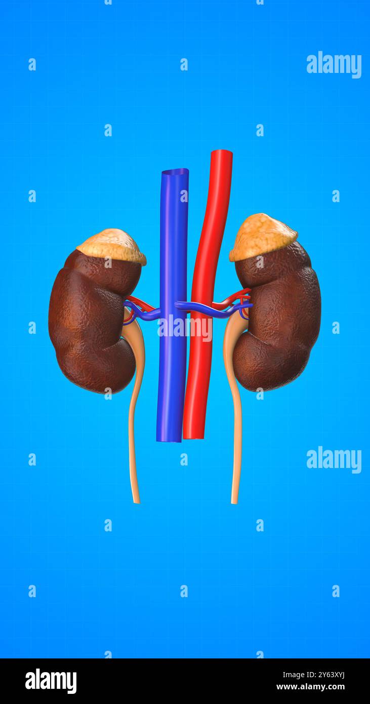 Human internal organ of Kidney Stock Photo - Alamy
