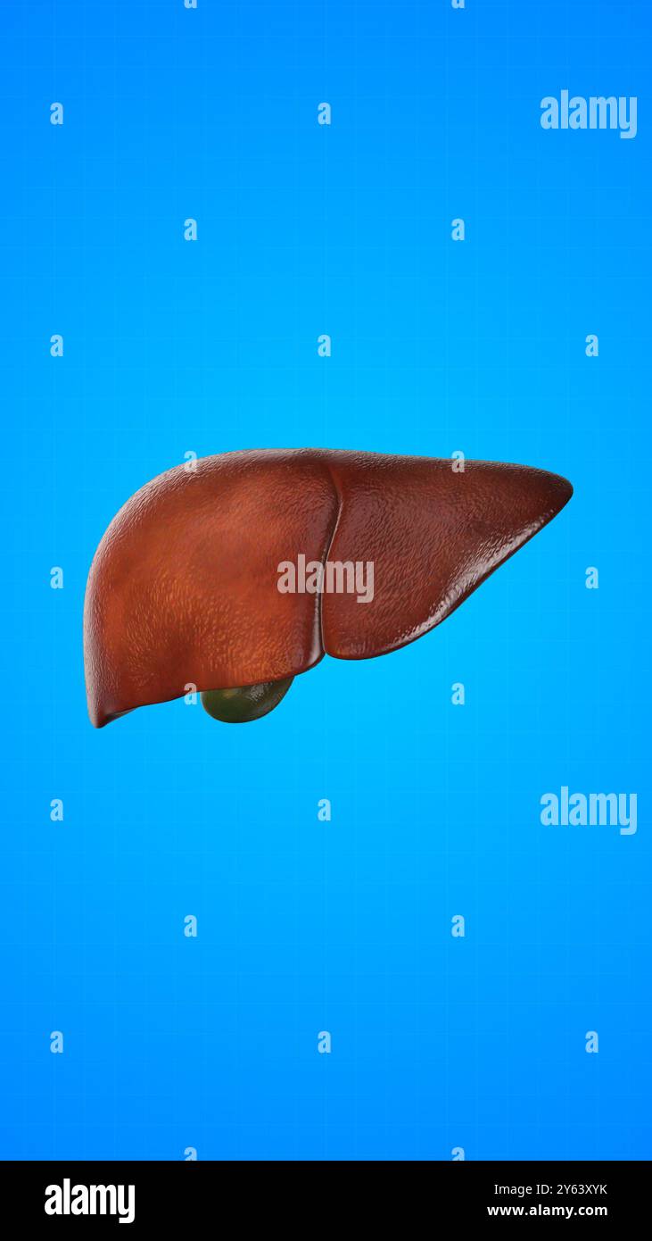 Human internal organ of Liver Stock Photo - Alamy