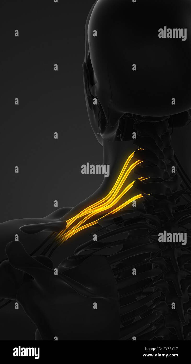 The network of brachial plexus nerves in the shoulder structure Stock ...