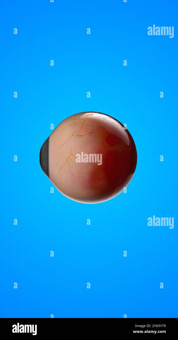 Eye internal structure hi-res stock photography and images - Alamy