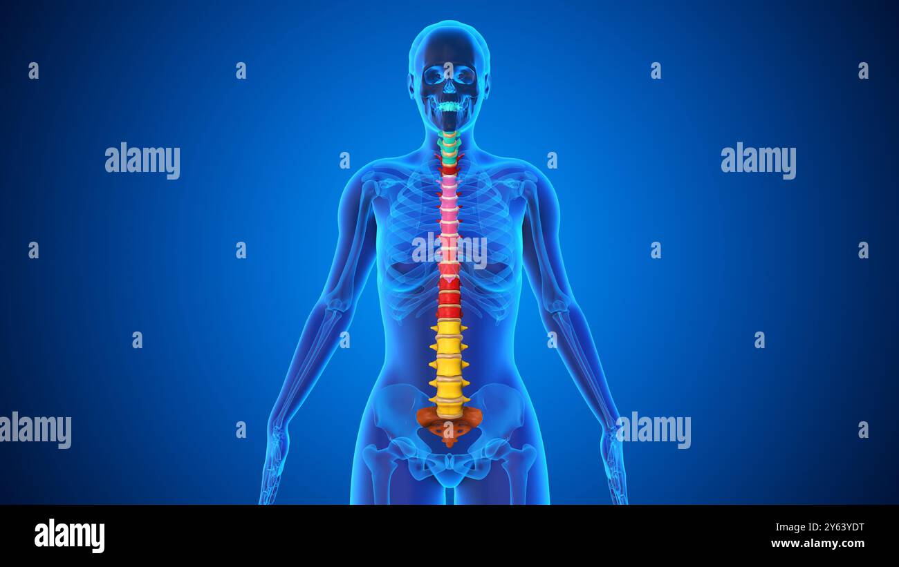 Spinal Cord Vertebral Column of Human Skeleton System Stock Photo - Alamy