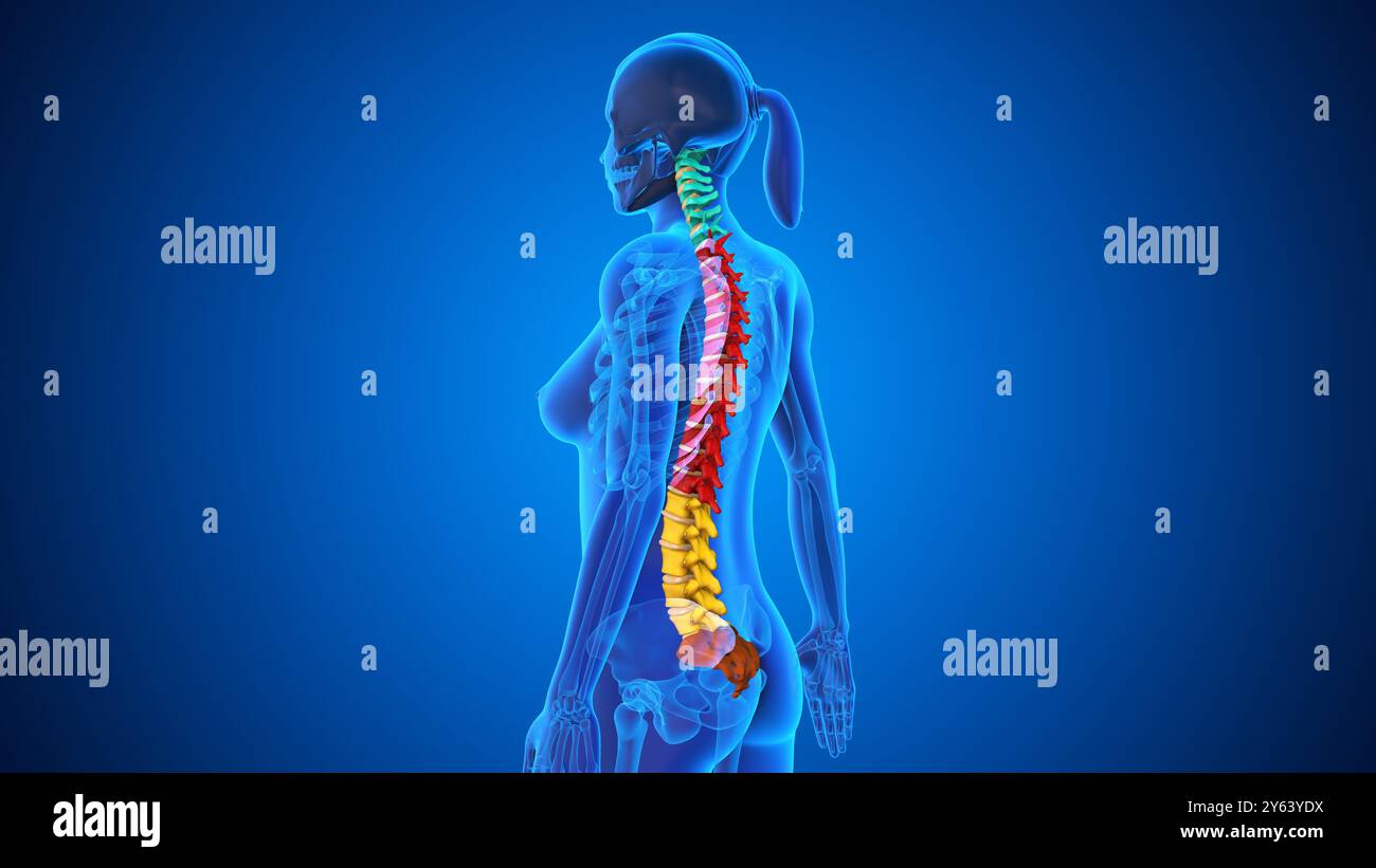 Spinal Cord Vertebral Column of Human Skeleton System Stock Photo - Alamy