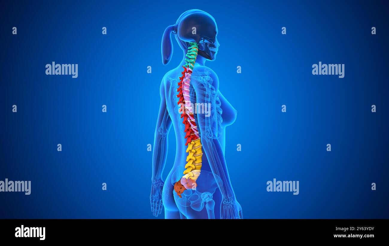 Spinal Cord Vertebral Column of Human Skeleton System Stock Photo - Alamy