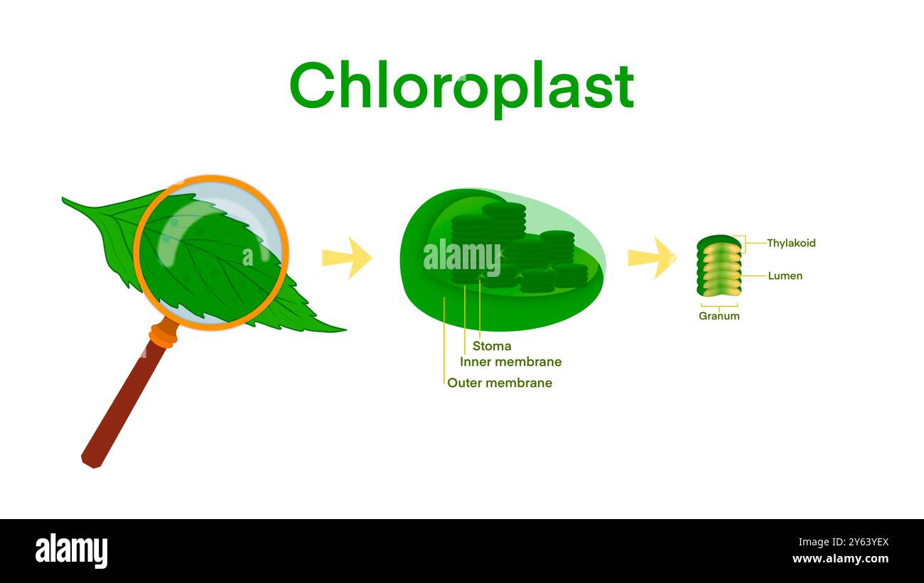 Chloroplast Diagram Fotosynthese Researchers Create 3D Images Of C4