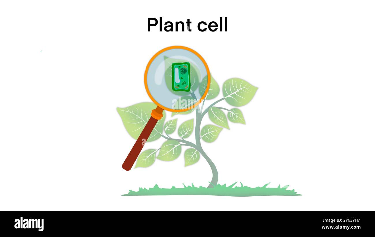 Plant cell anatomy, Illustration of the Plant cell anatomy structure ...