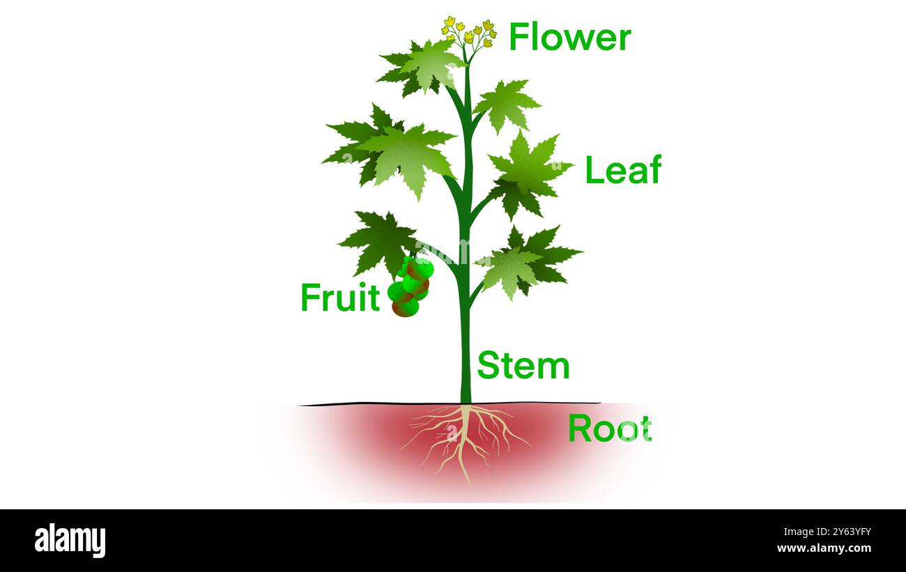 Plant Structure The Parts Of A Plant And Flower #4 Plants,flowers,