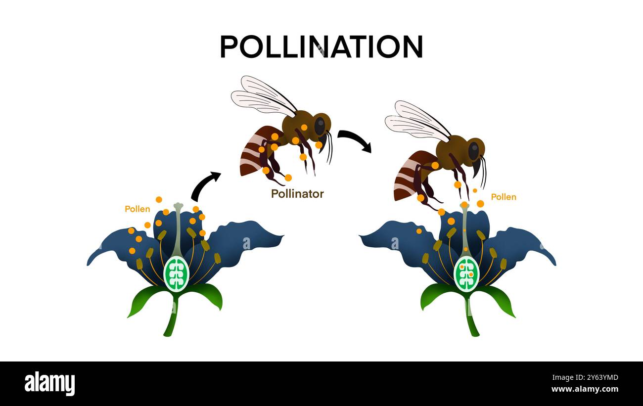 Pollination, Diagram showing pollination with flower and bee, process ...