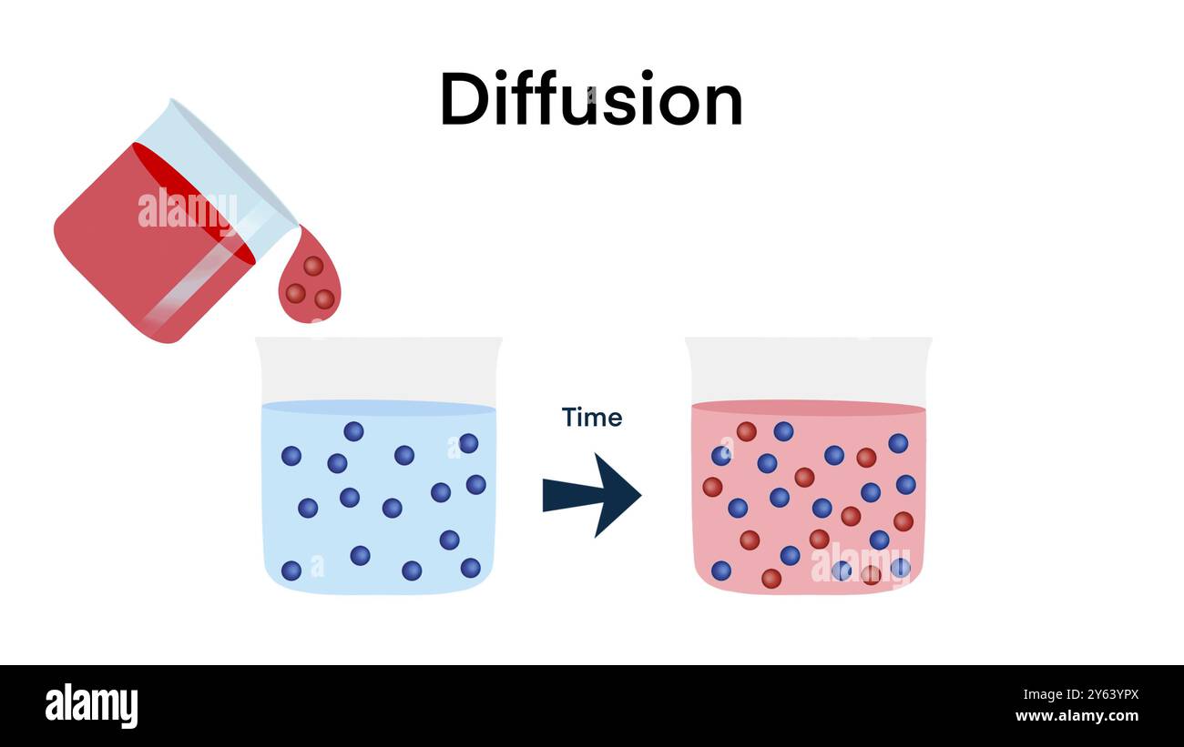 Diffusion is movement of molecules and atoms from a region of higher ...