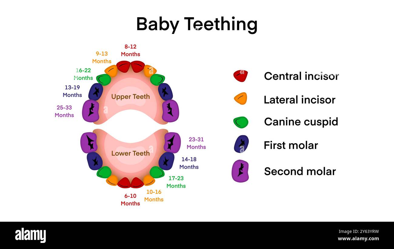 First tooth in a child, Baby teeth with primary tooth eruption and ...
