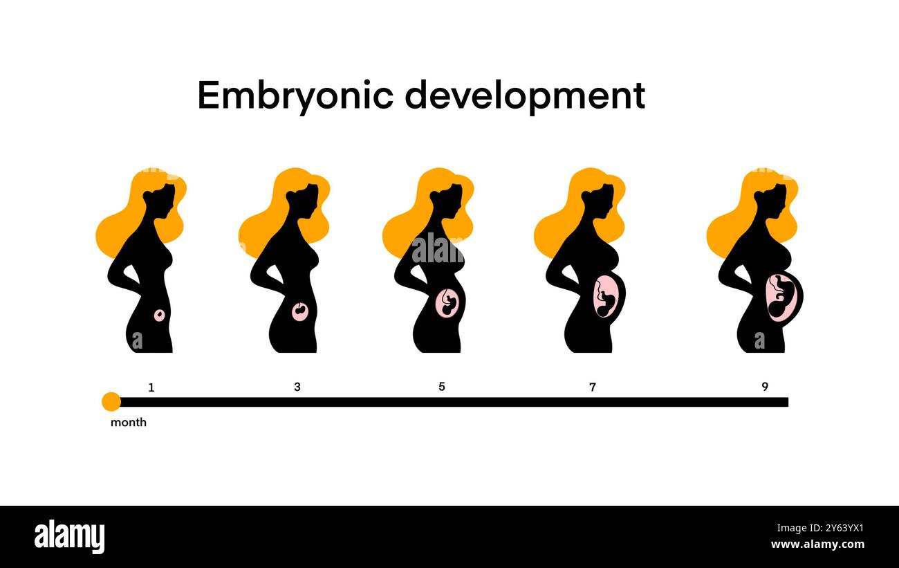 Pregnant woman, fetus inside the womb, Pregnant woman's belly inside ...