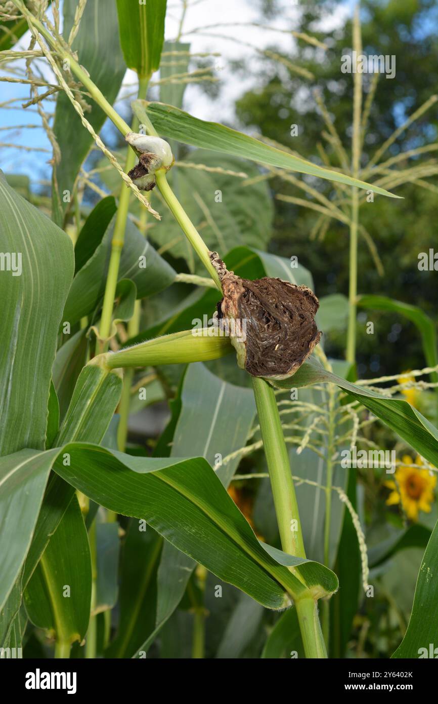Common corn smut disease. Common corn smut leads to tumor-like galls on ...