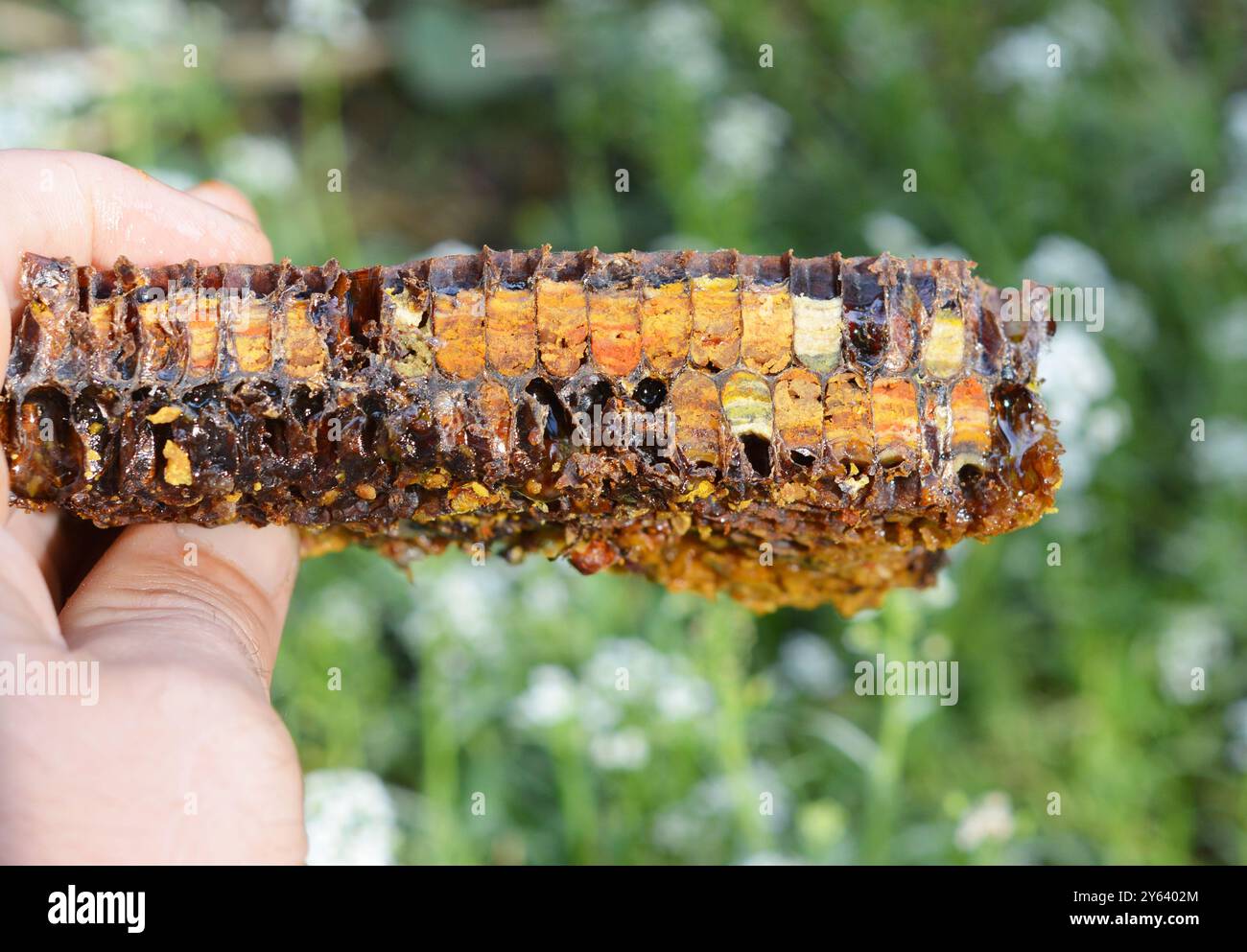 Man hold in hand bee pollen, also known as bee bread and ambrosia. Bee ...