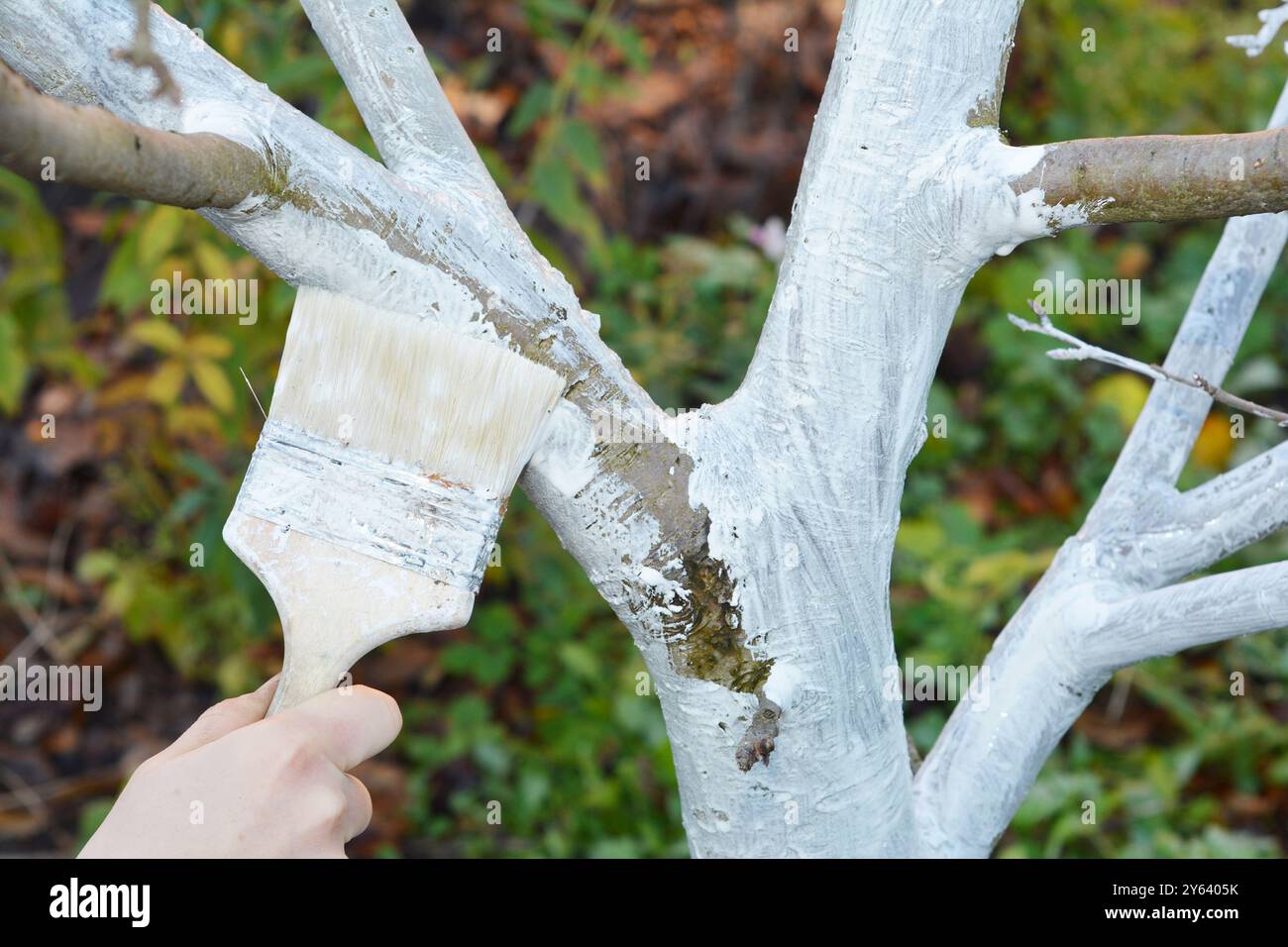 Gardener with paint brush whitewashing fruit tree trunk. Whitewashing ...