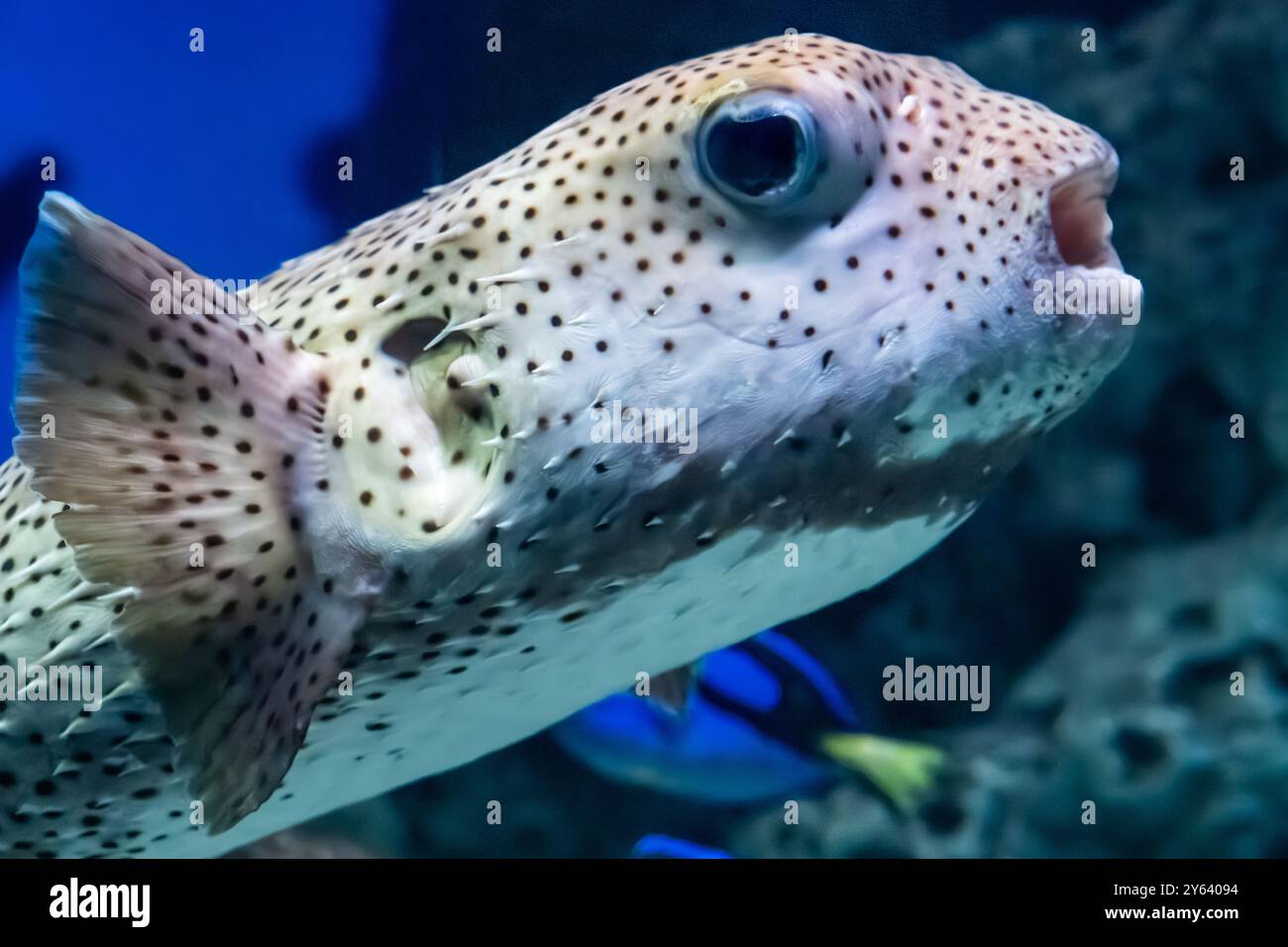 Spot-fin porcupinefish (Diodon hystrix) at the Georgia Aquarium in ...