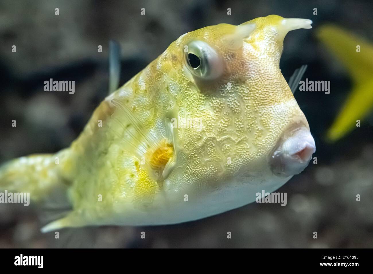 Georgia aquarium horned boxfish hi-res stock photography and images - Alamy