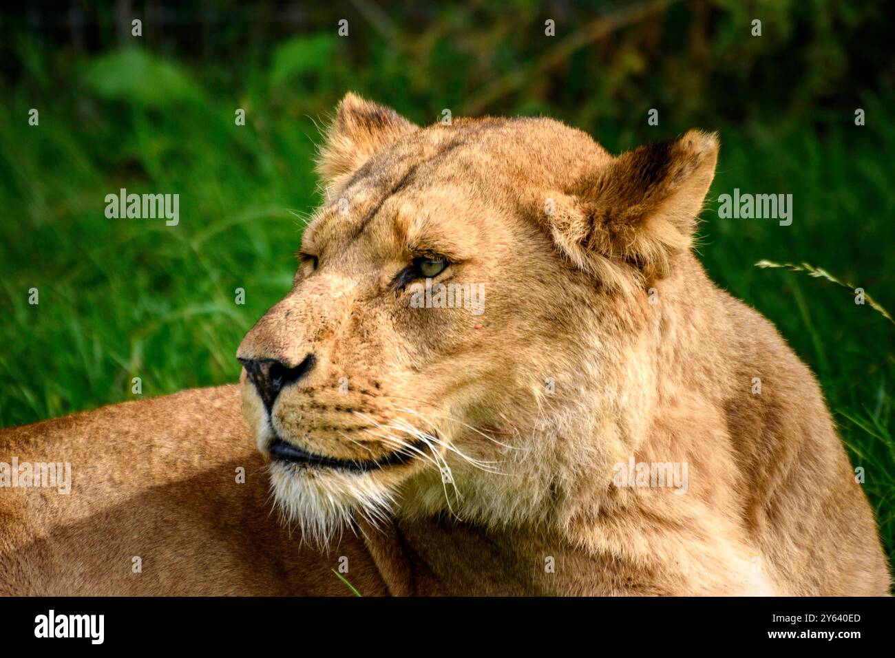 longleat safari park Stock Photo - Alamy