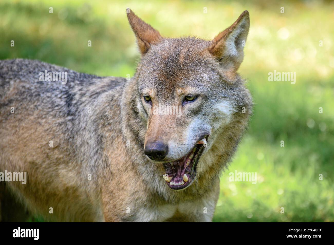 grey wolves at longleat safari park photo by Rob Hadley Stock Photo - Alamy