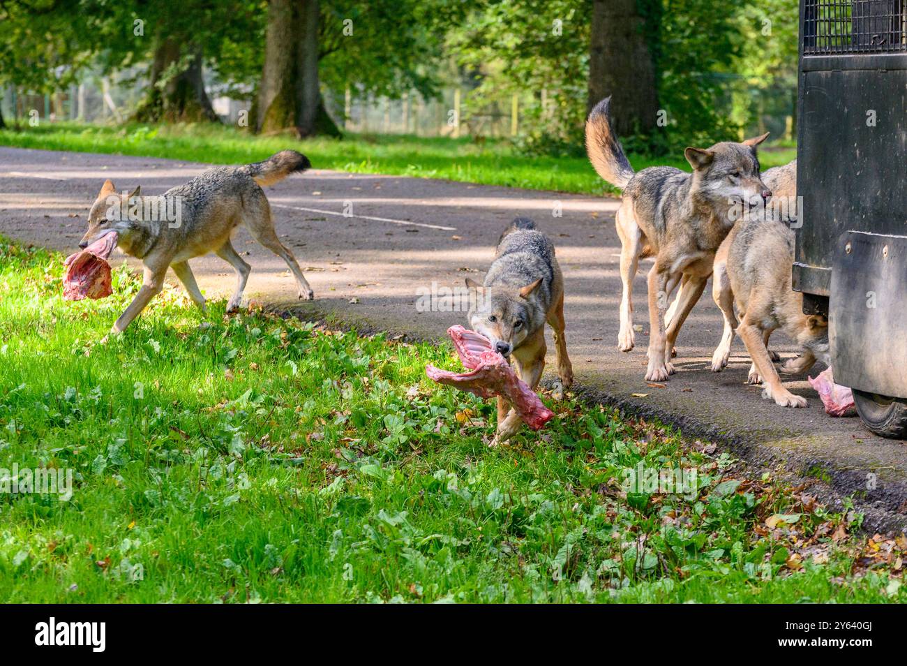 grey wolves at longleat safari park photo by Rob Hadley Stock Photo - Alamy