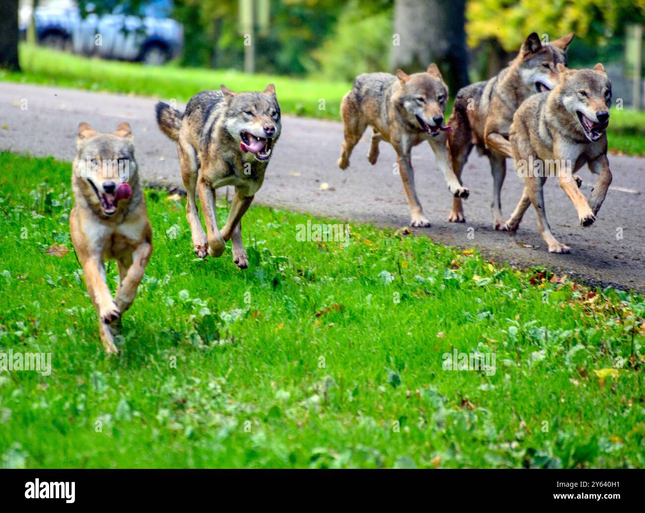 grey wolves at longleat safari park photo by Rob Hadley Stock Photo - Alamy