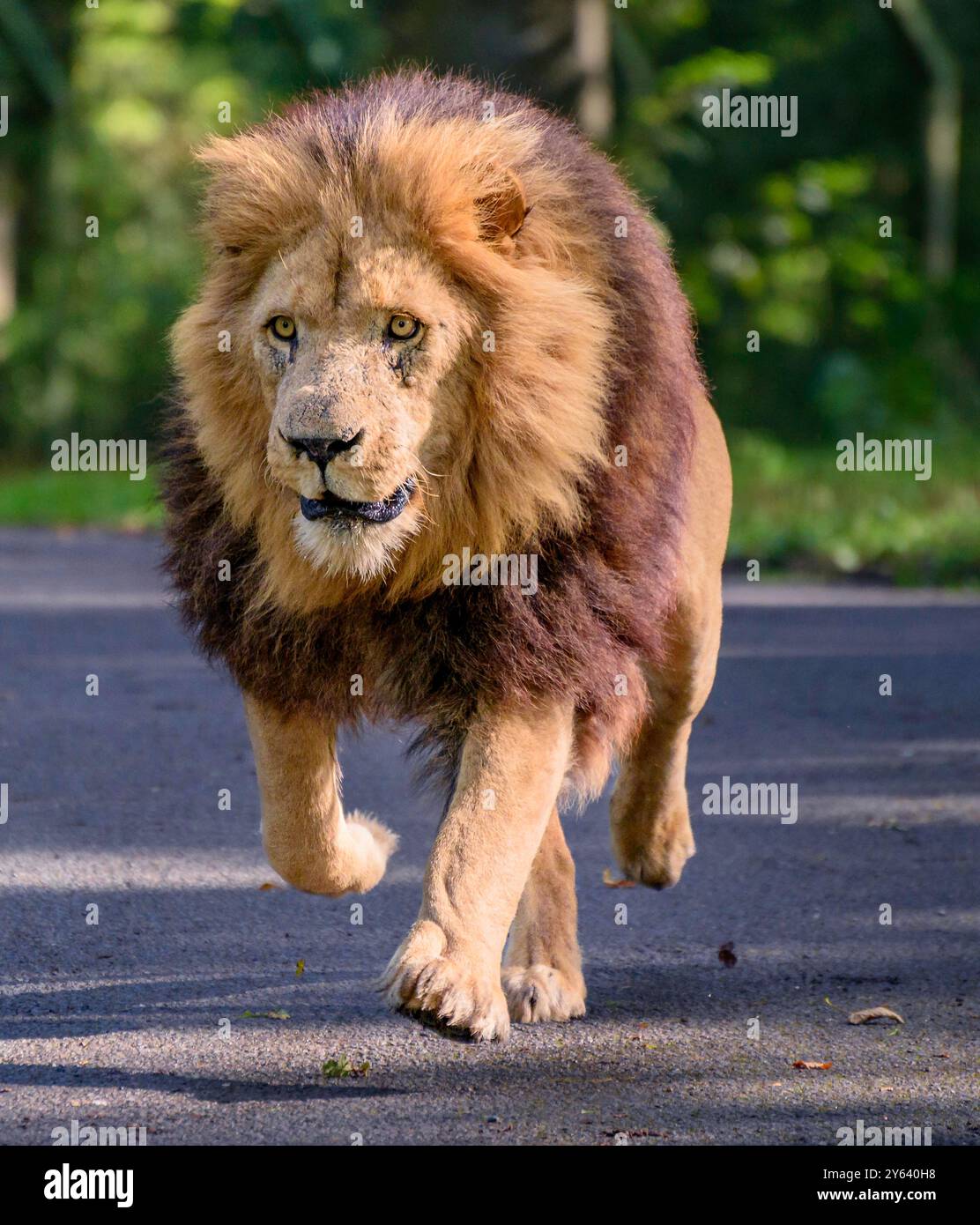 lion’s at longleat safari park photo by Rob Hadley Stock Photo - Alamy