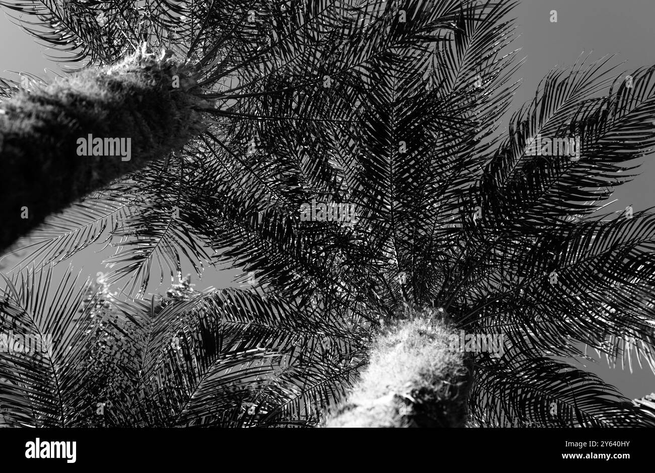 Palms texture. Coconut palm trees, beautiful tropical texture with sun ...